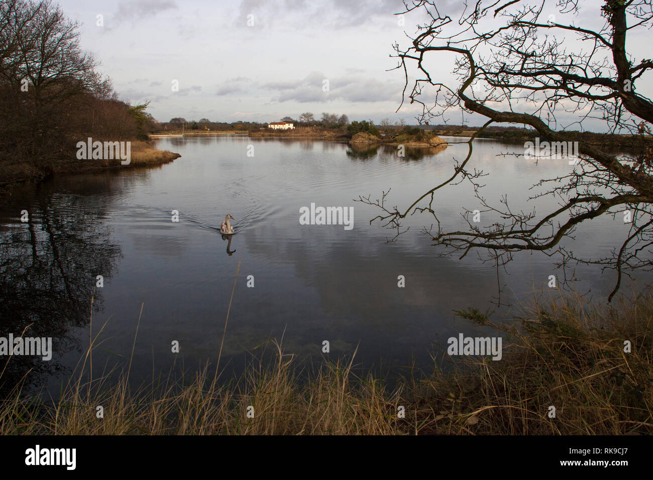 Eight Acre Pond Pennington New Forest National Park Hampshire England ...