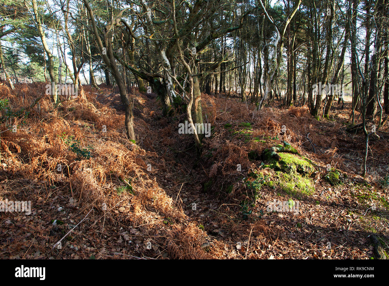 Setley common hi-res stock photography and images - Alamy