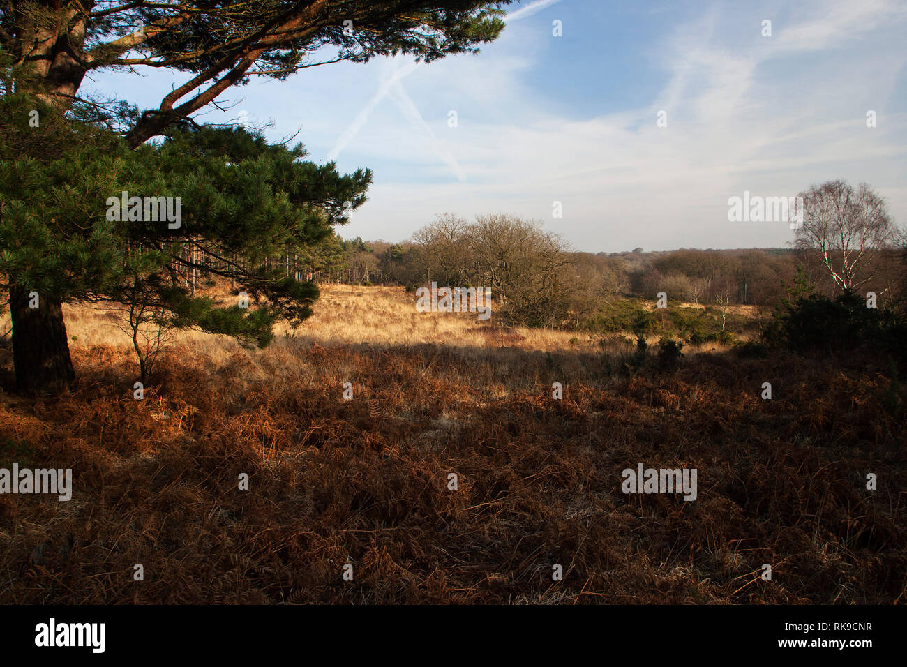 Setley common hi-res stock photography and images - Alamy