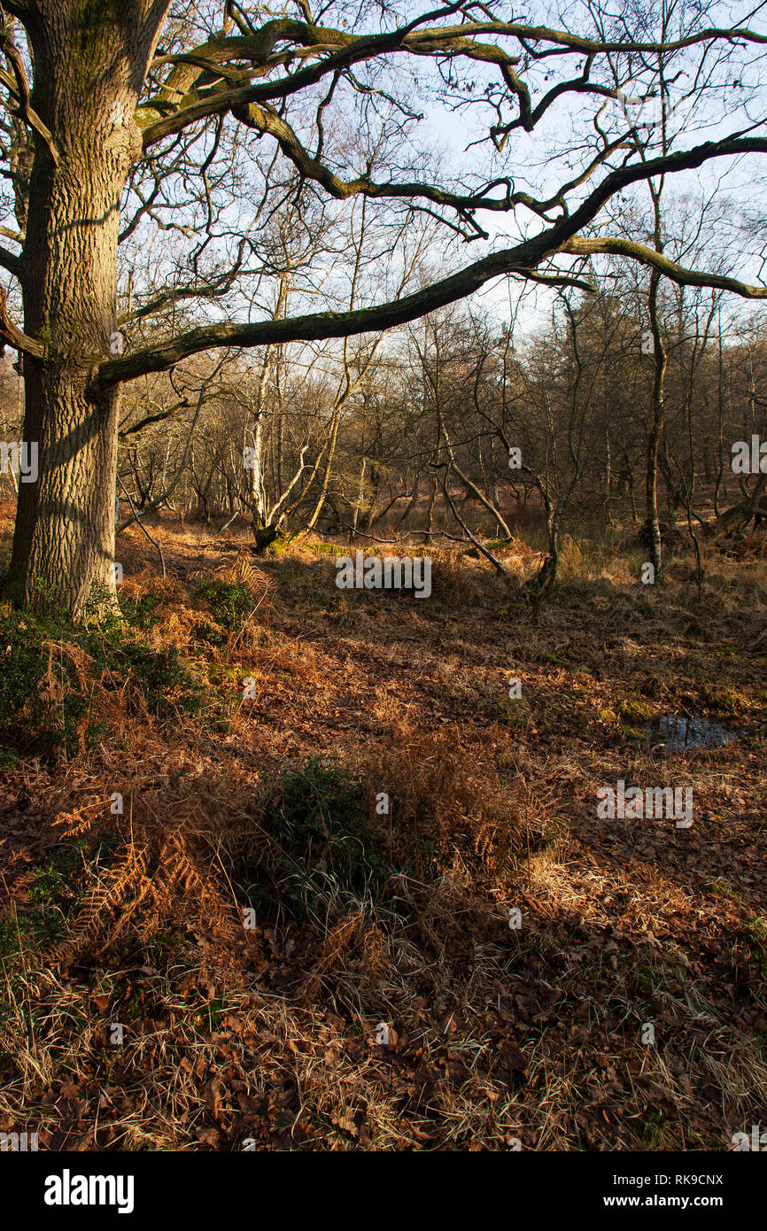 Roydon woods nature reserve new forest hi-res stock photography and ...
