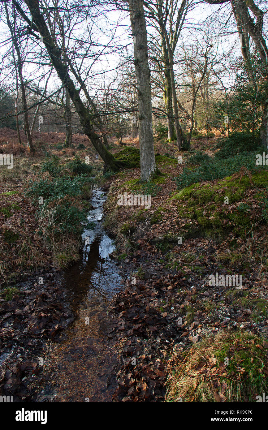 Roydon woods nature reserve new forest hi-res stock photography and ...