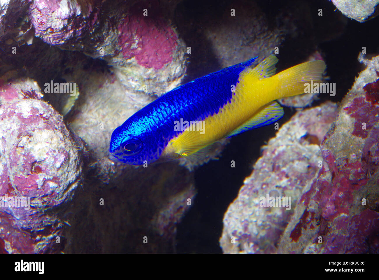 Neon Damselfish Neon Damselfish • Pomacentrus Coelestis • Fish