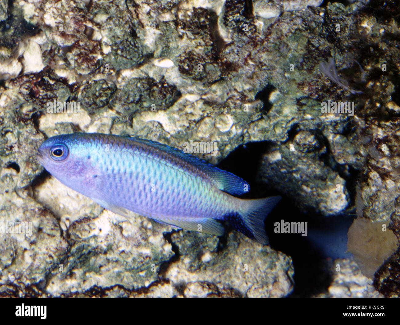 Australian damsel (Pomacentrus australis Stock Photo - Alamy