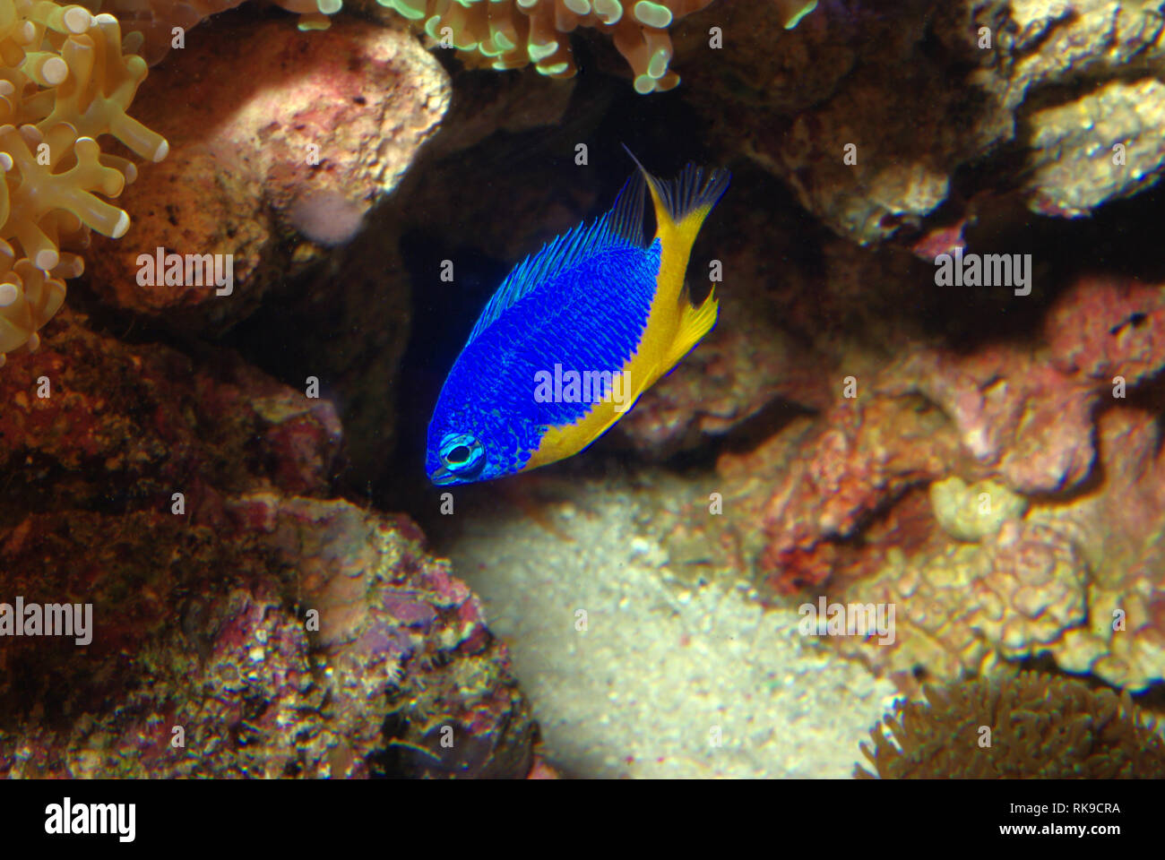 Azure demoiselle or damselfish (Chrysiptera hemicyanea Stock Photo - Alamy