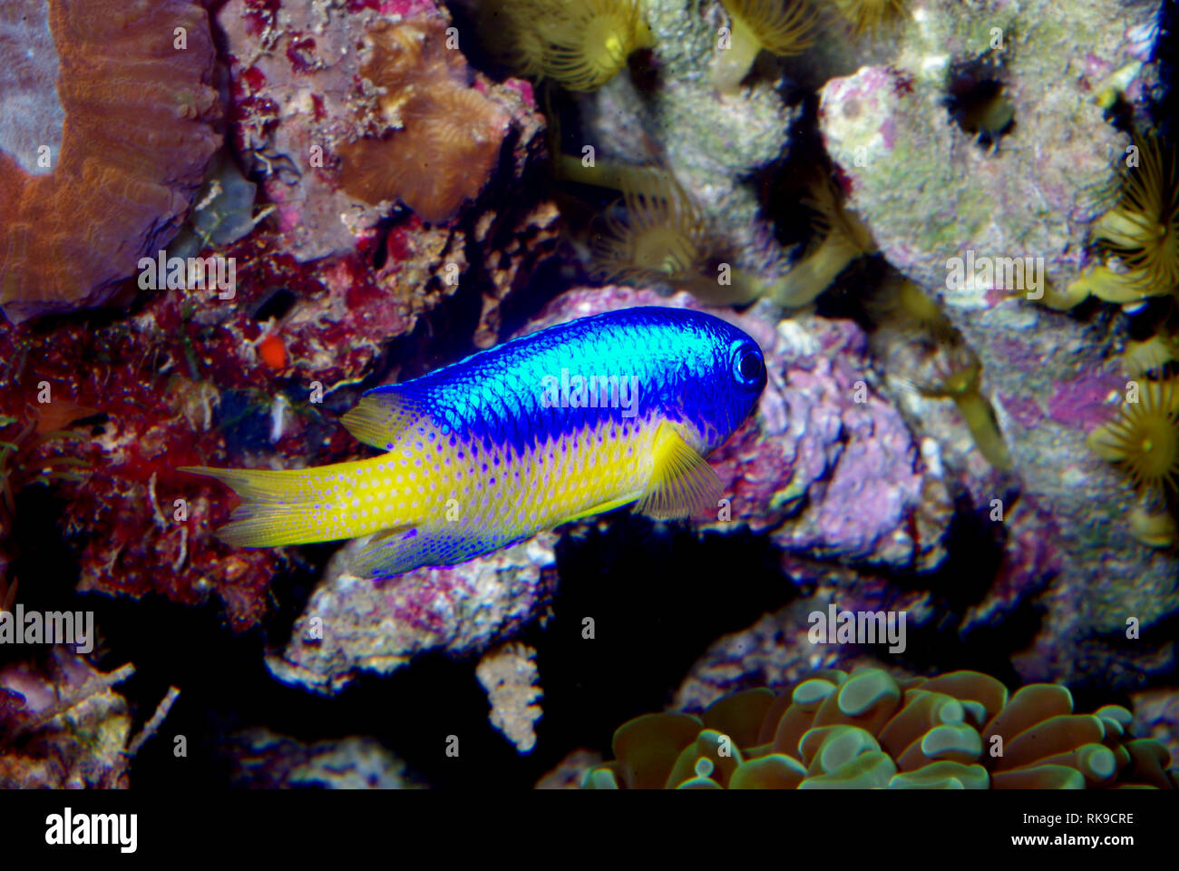 Neon damselfish (Pomacentrus coelestis Stock Photo - Alamy