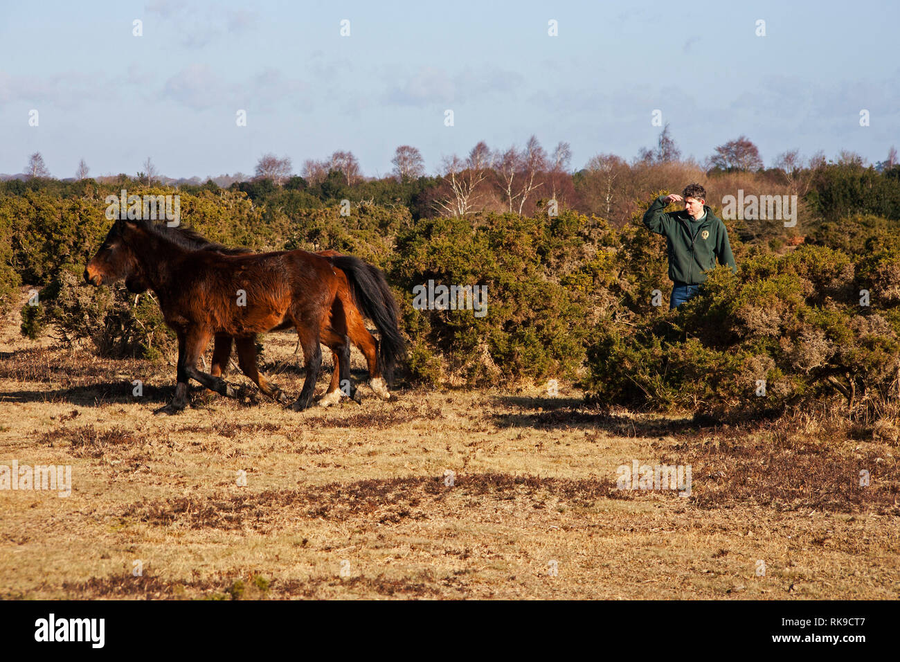 Head Agister inspecting ponies in the New Forest National Park ...