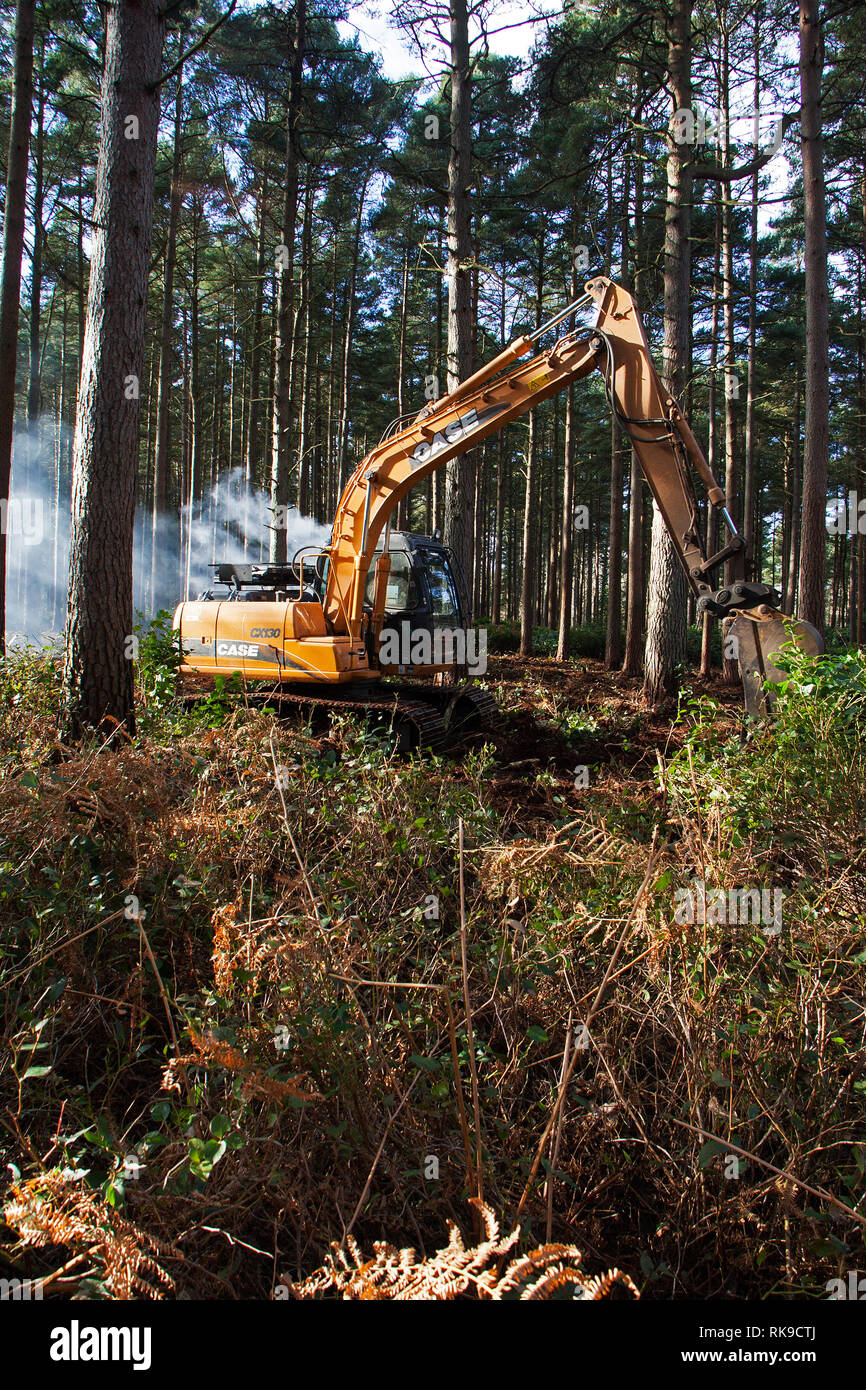 Clearance of invasive weed Gaultheria New Forest National Park ...