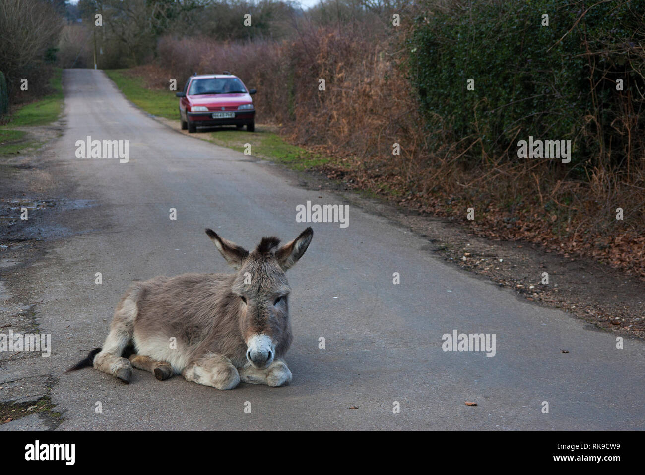 Donkey sleeping in the road Blissford New Forest National Park ...