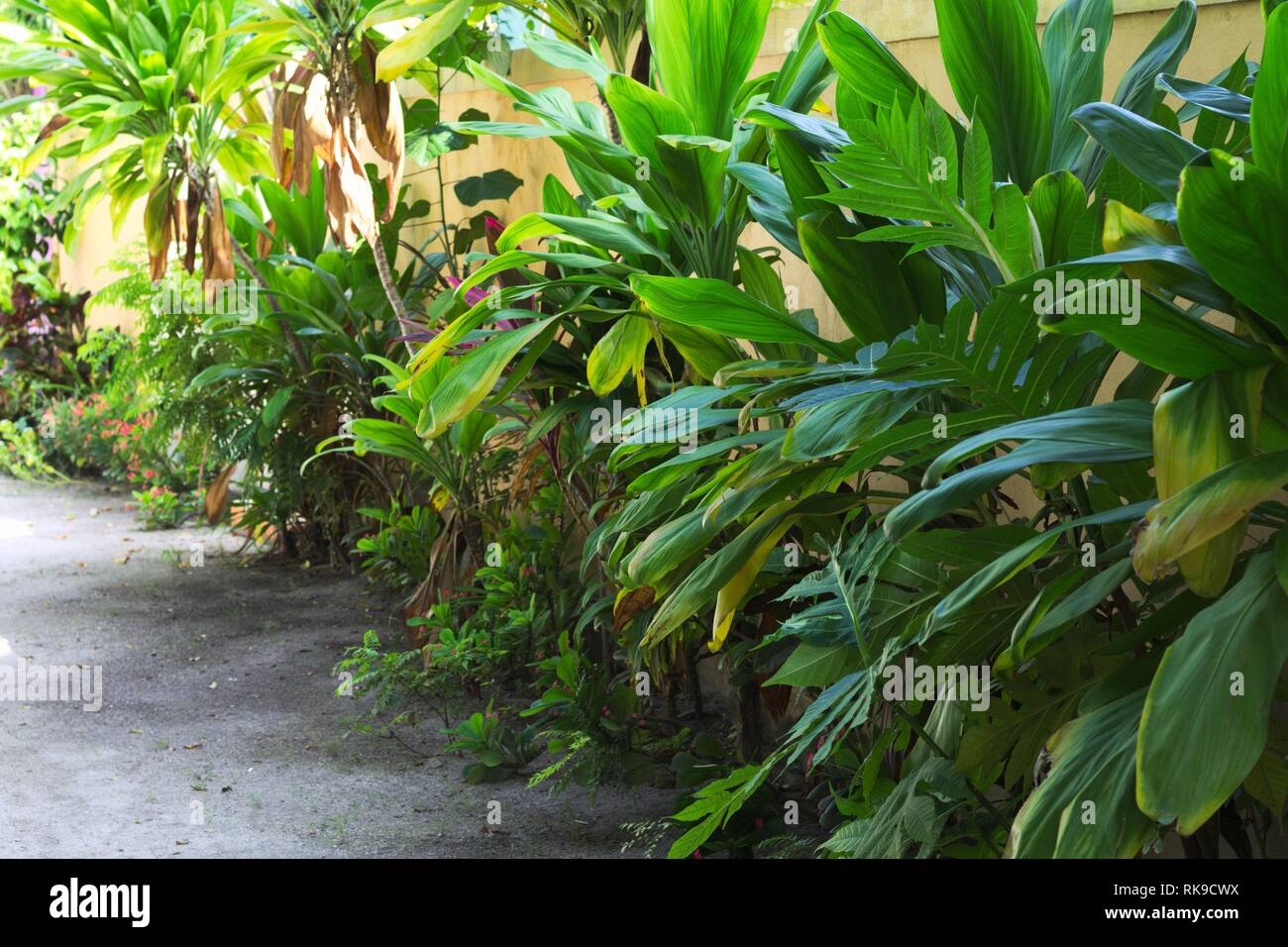 Exotic plants on the path (Ari Atoll, Maldives Stock Photo - Alamy