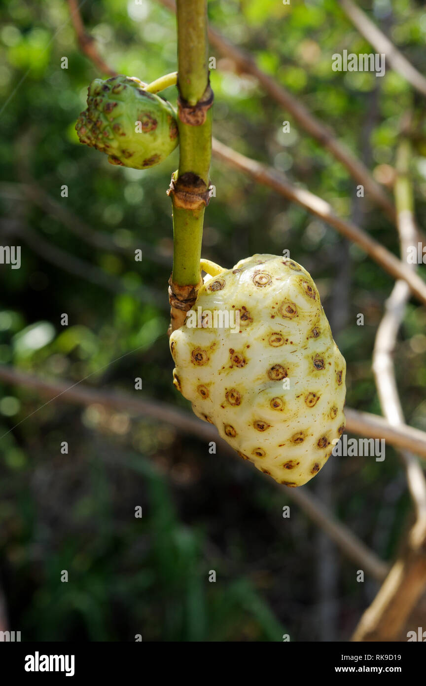 Noni fruit growing on a morinda citrifolia tree in Bocas Del Toro ...