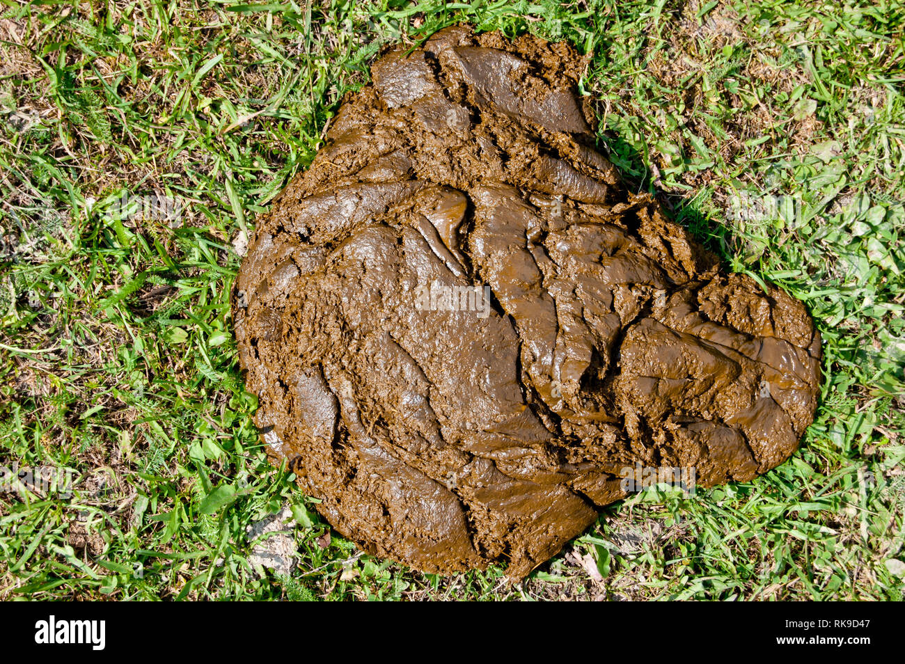 Cow pat on grass hi-res stock photography and images - Alamy