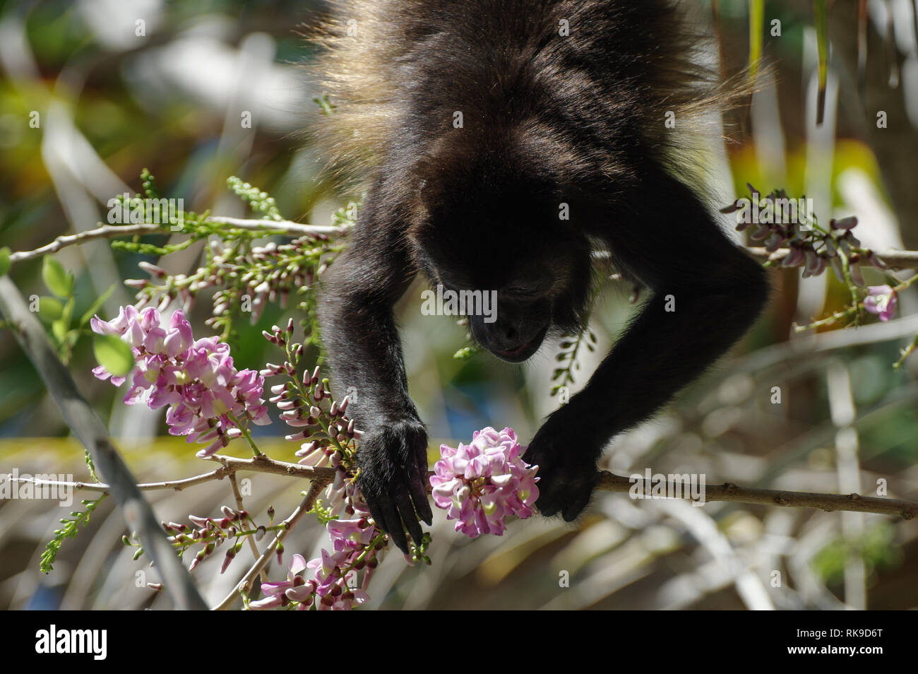 Golden-mantled howling monkey feeding on pink flowers of the acacia ...