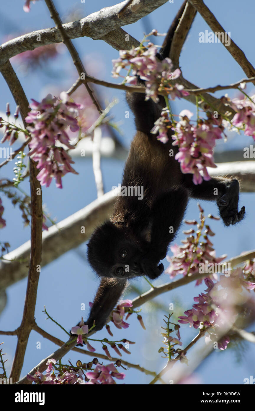 Golden-mantled howling monkey feeding on pink flowers of the acacia ...