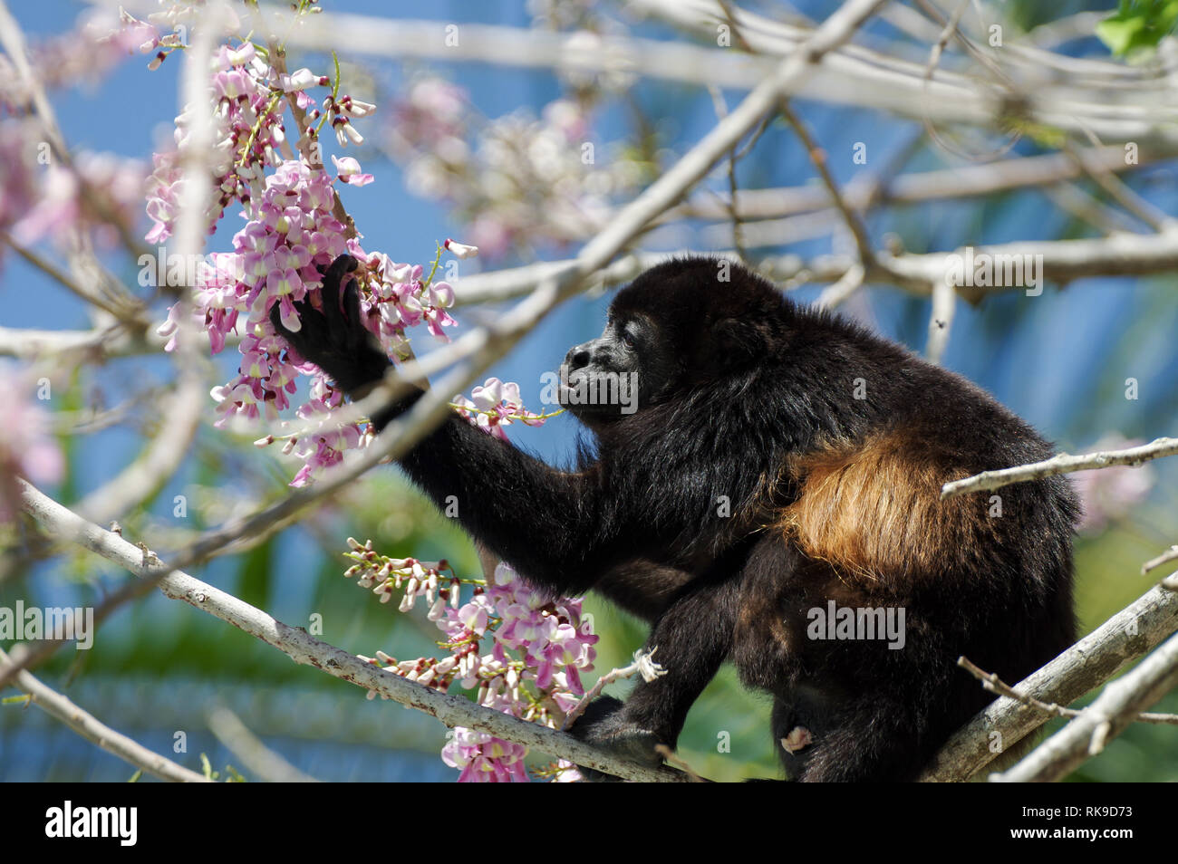 Mantled howler monkey in panama hi-res stock photography and images - Alamy
