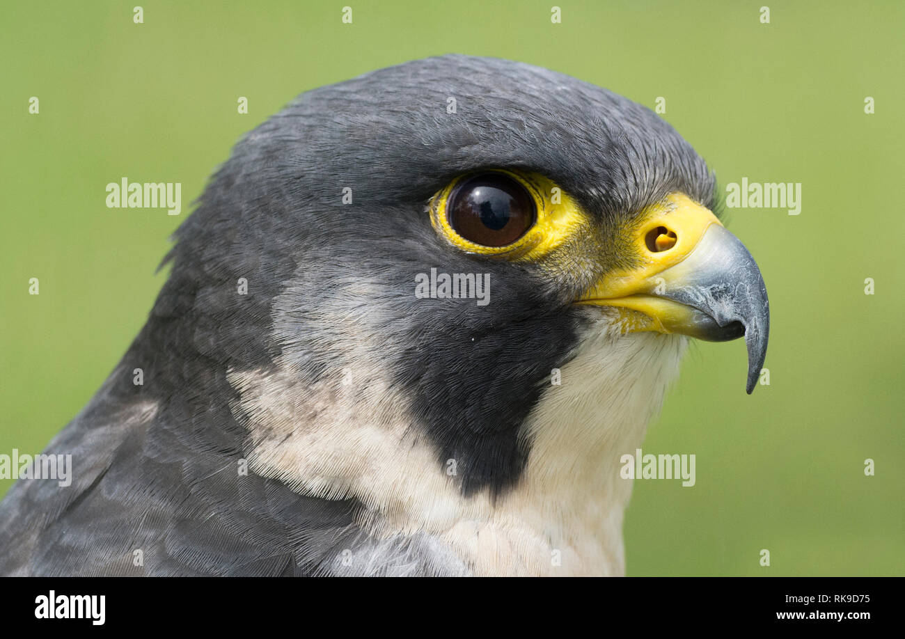 Peregrine falcon england hi-res stock photography and images - Alamy