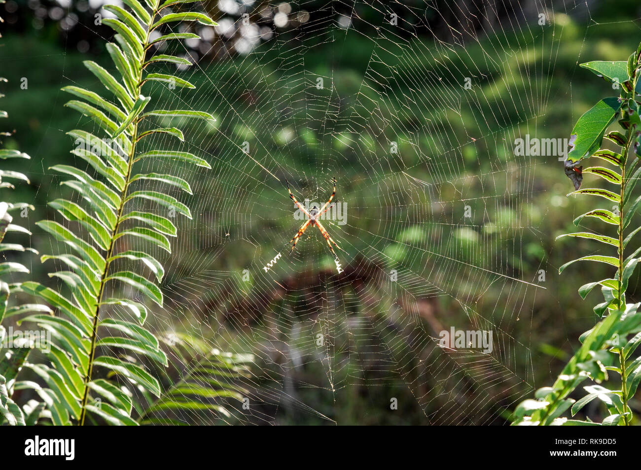Spider island hi-res stock photography and images - Alamy