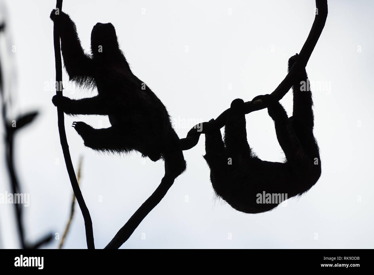 Hanging sloth silhouette hi-res stock photography and images - Alamy