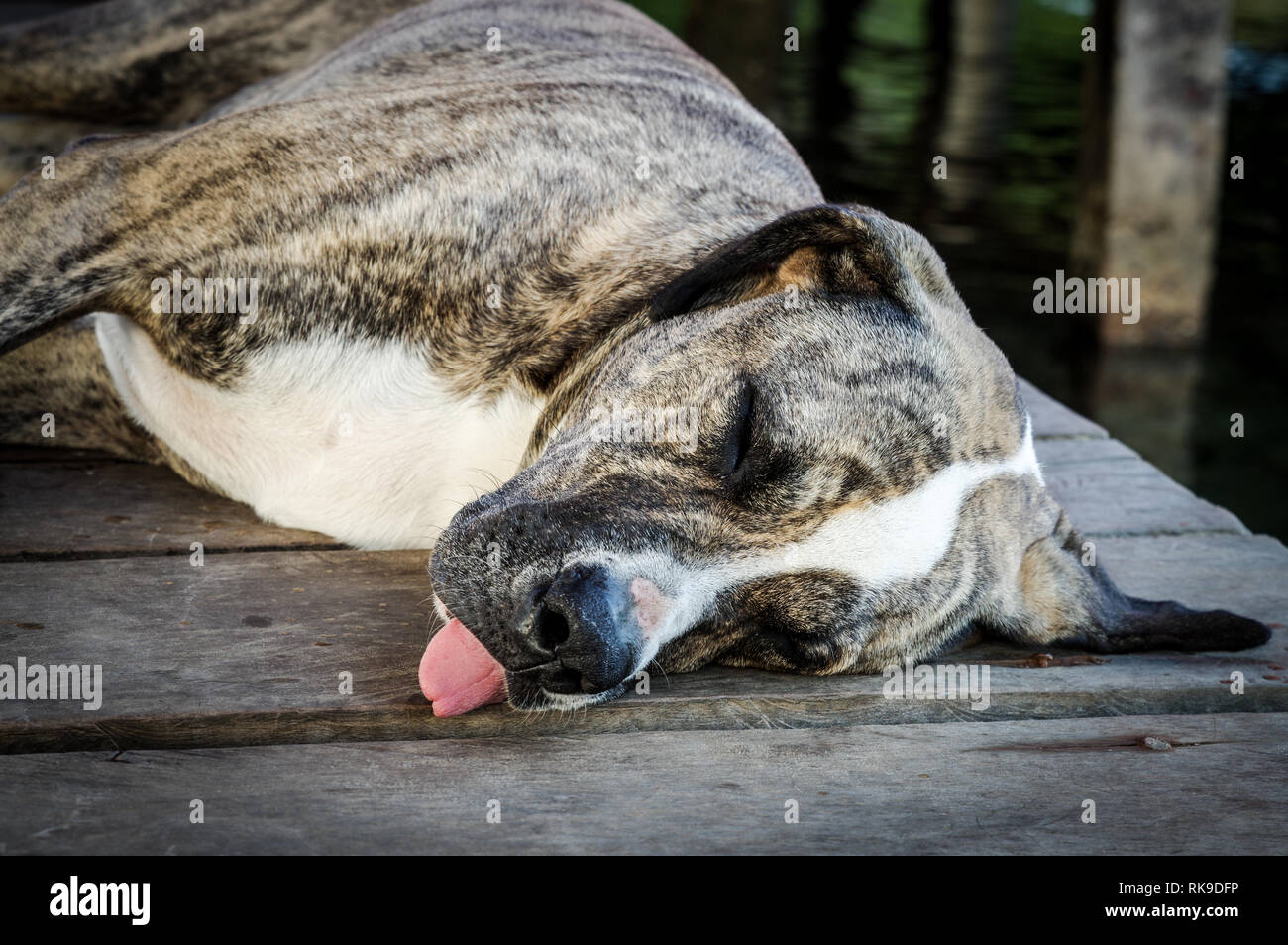 Lazy dog sleeping with its tongue hanging out on an old jetty on ...