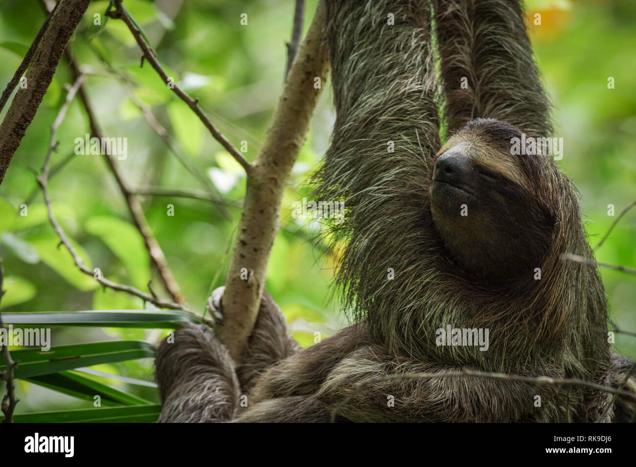Sloth hanging hi-res stock photography and images - Alamy