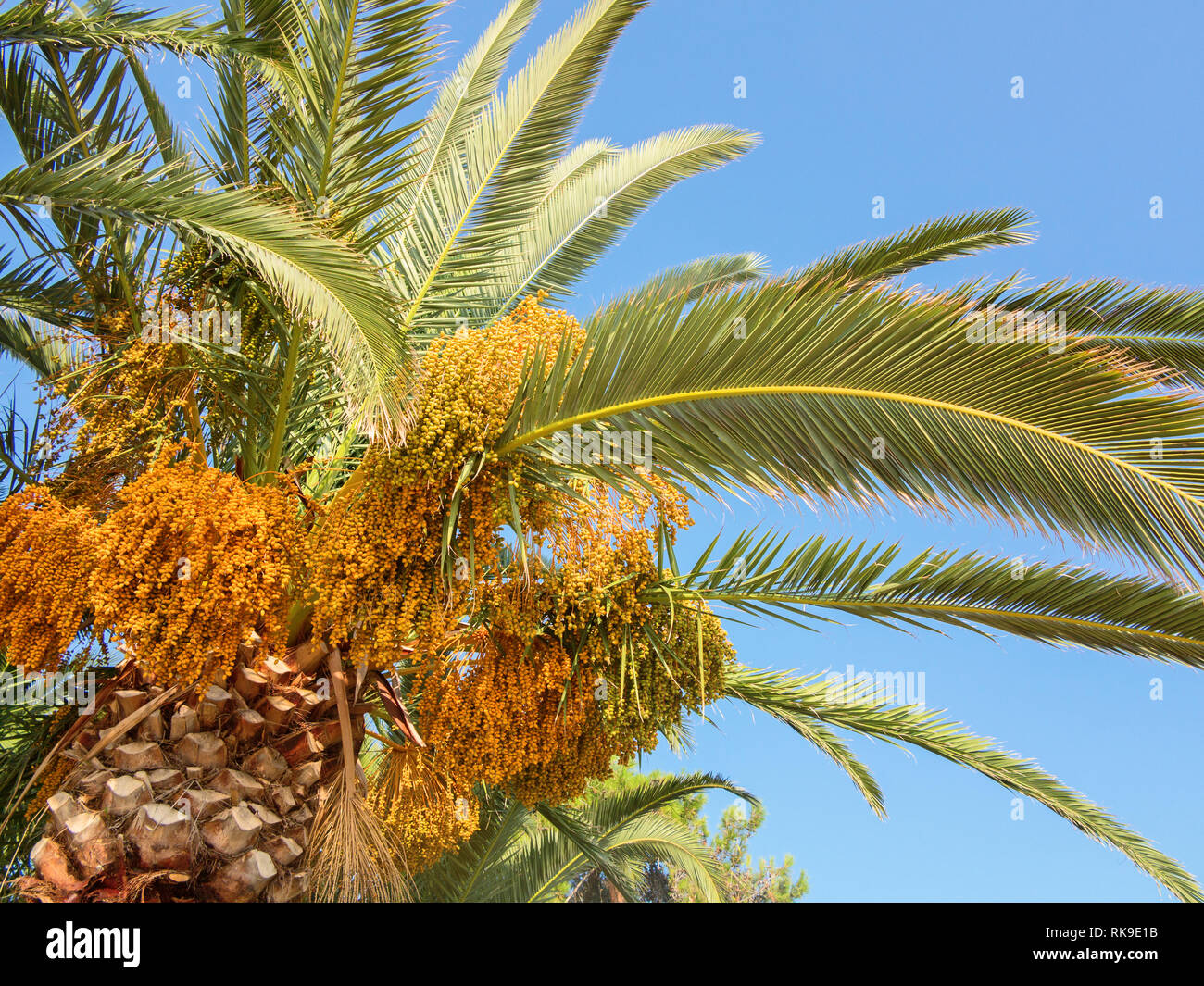 Palm garden in the Riyadh city, Saudi Arabia Stock Photo - Alamy