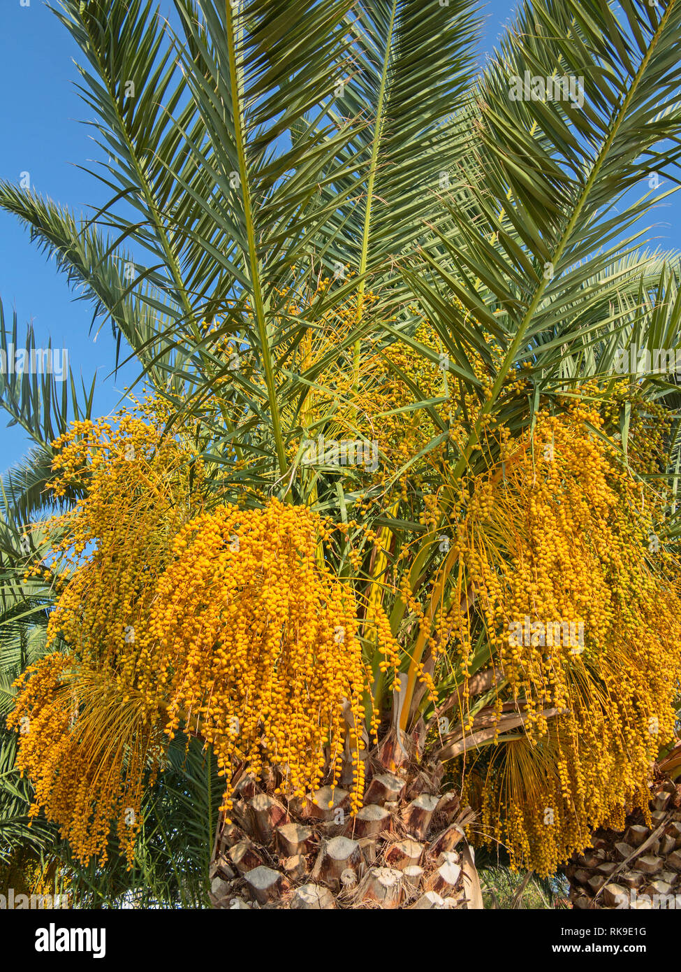 Palm garden in the Riyadh city, Saudi Arabia Stock Photo - Alamy