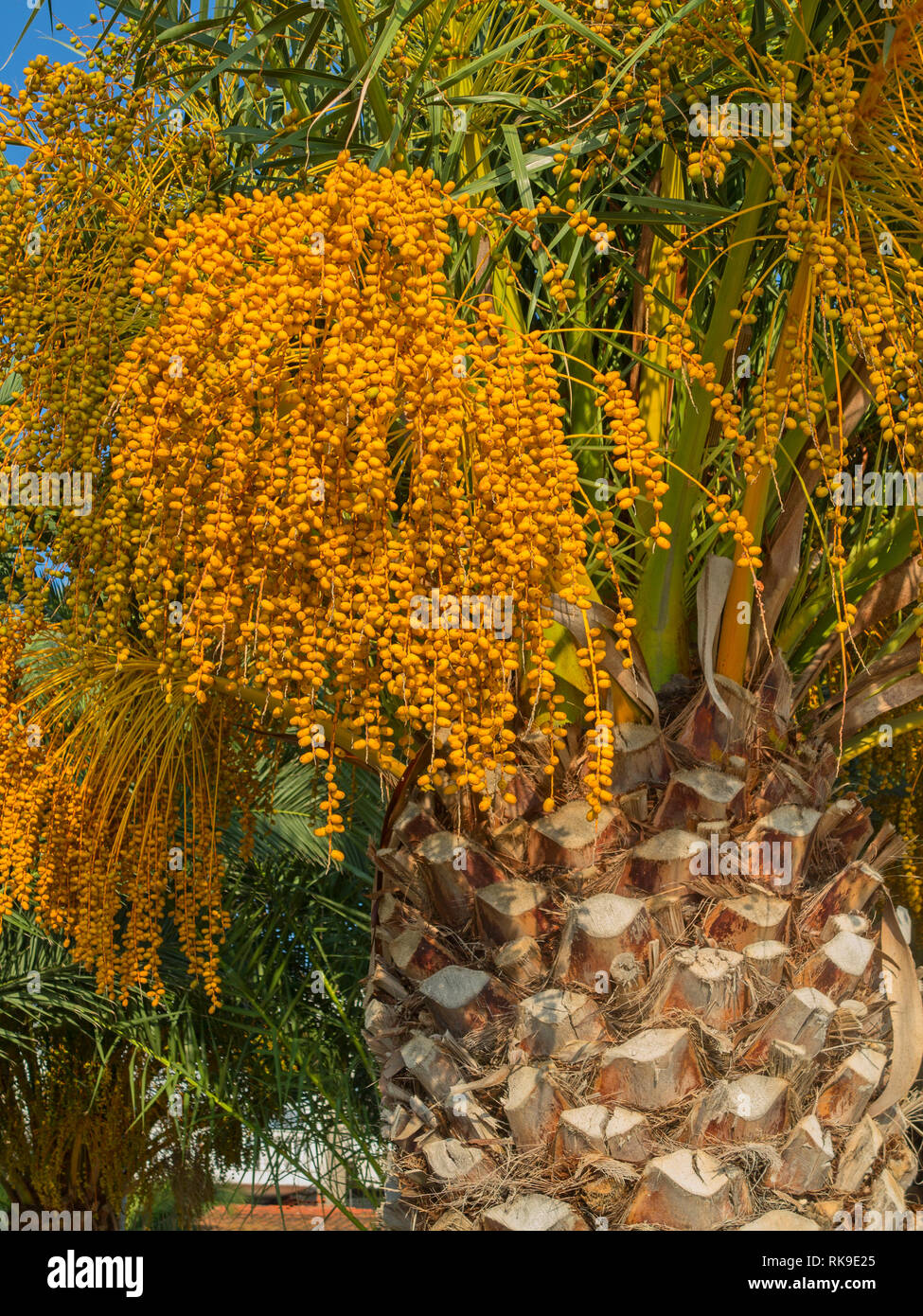 Palm garden riyadh hi-res stock photography and images - Alamy