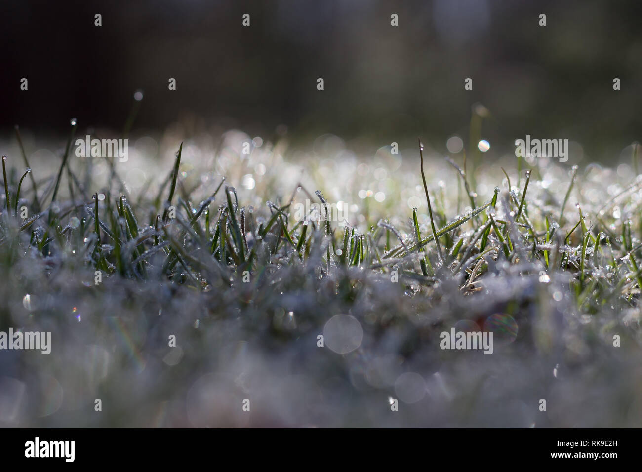 Ice crystals on the grass hi-res stock photography and images - Alamy