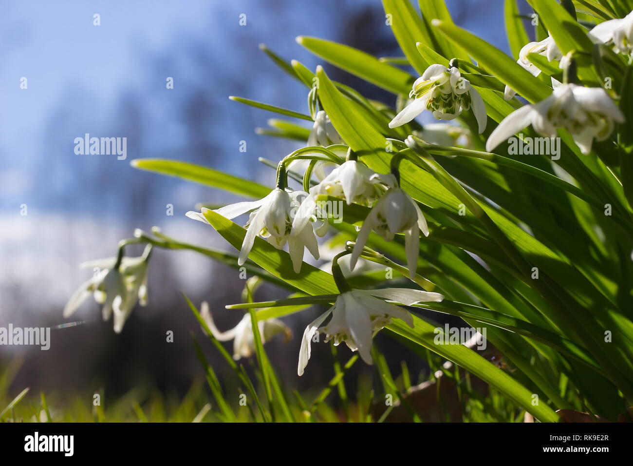 Snowdrop spring flowers. Delicate Snowdrop flower is one of the spring ...