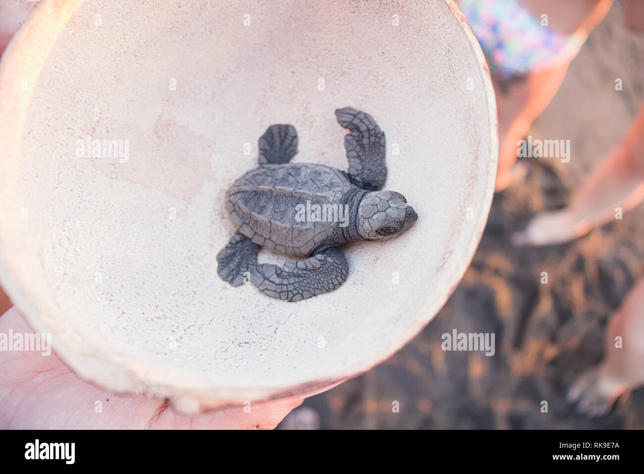 Black turtle hatchling held in coconut shell Stock Photo - Alamy