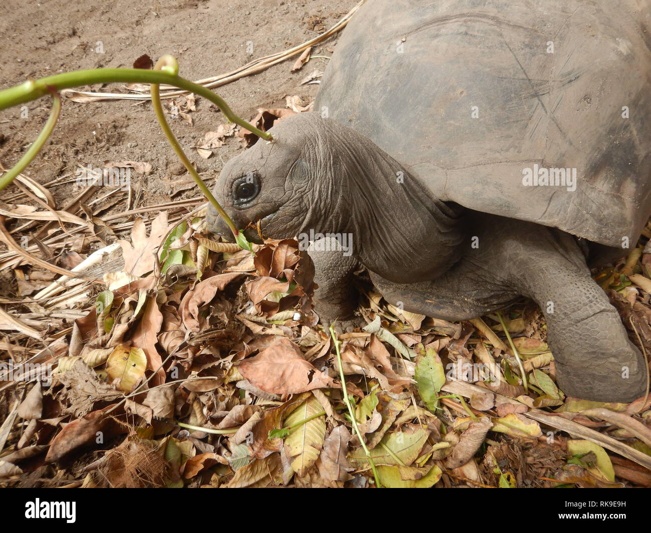 Turtle dome hi-res stock photography and images - Alamy