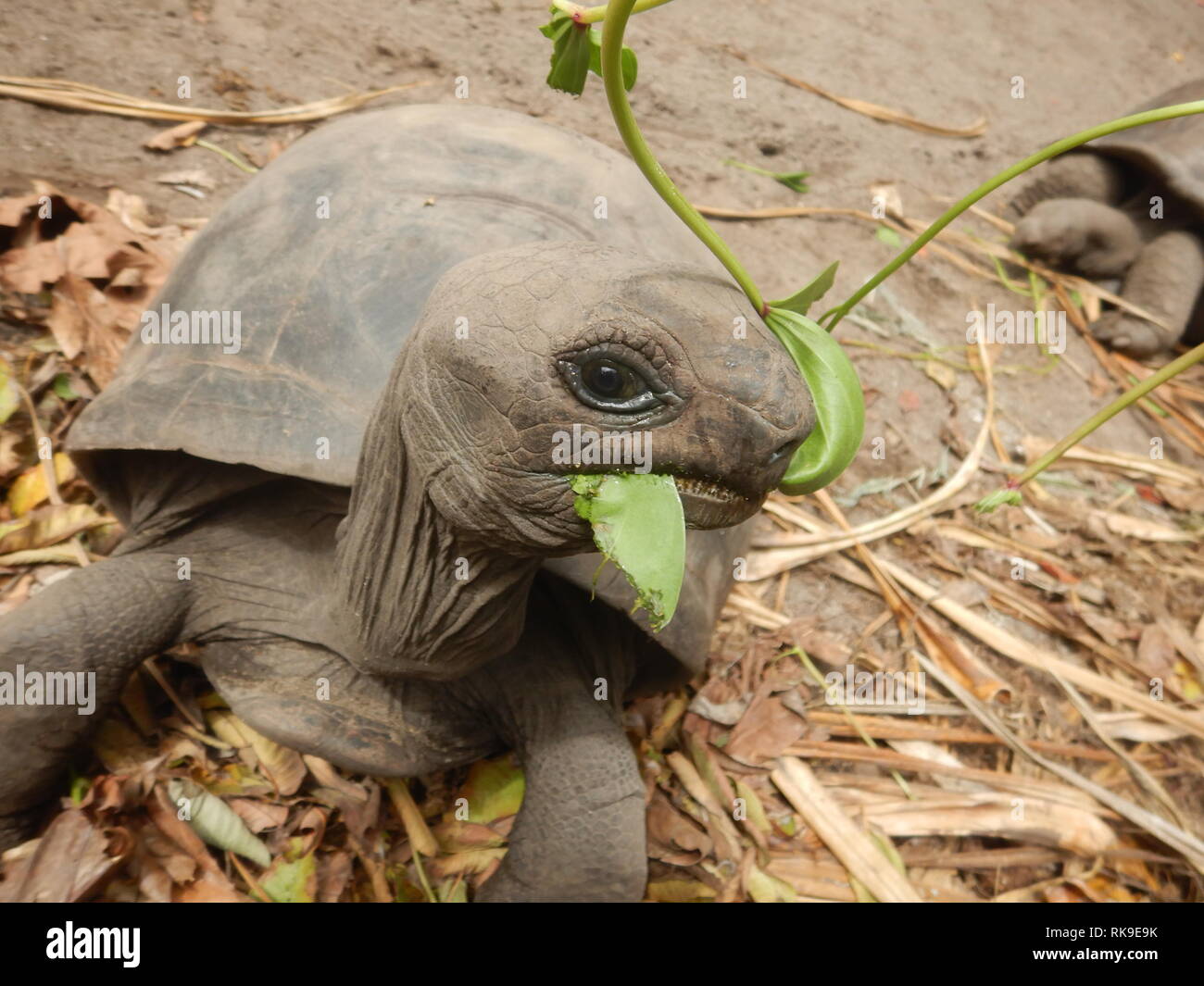 Giant tortoise eating green leaf in seychelles Stock Photo - Alamy