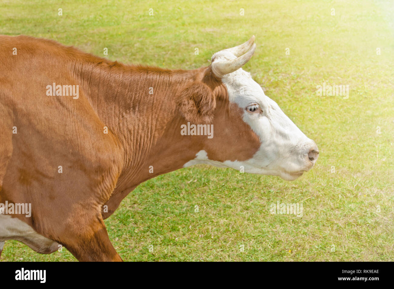 Livestock red angus cow calf hi-res stock photography and images - Alamy