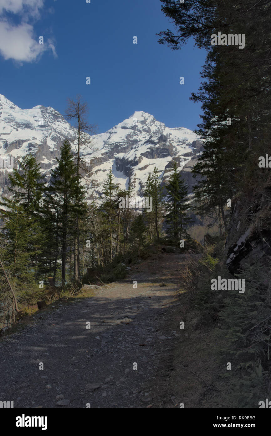 Pathway through green forest with mountain range (alps) in the ...