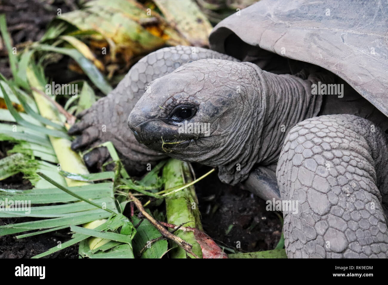 Giant turtle eating palm leaf in seychelles Stock Photo - Alamy
