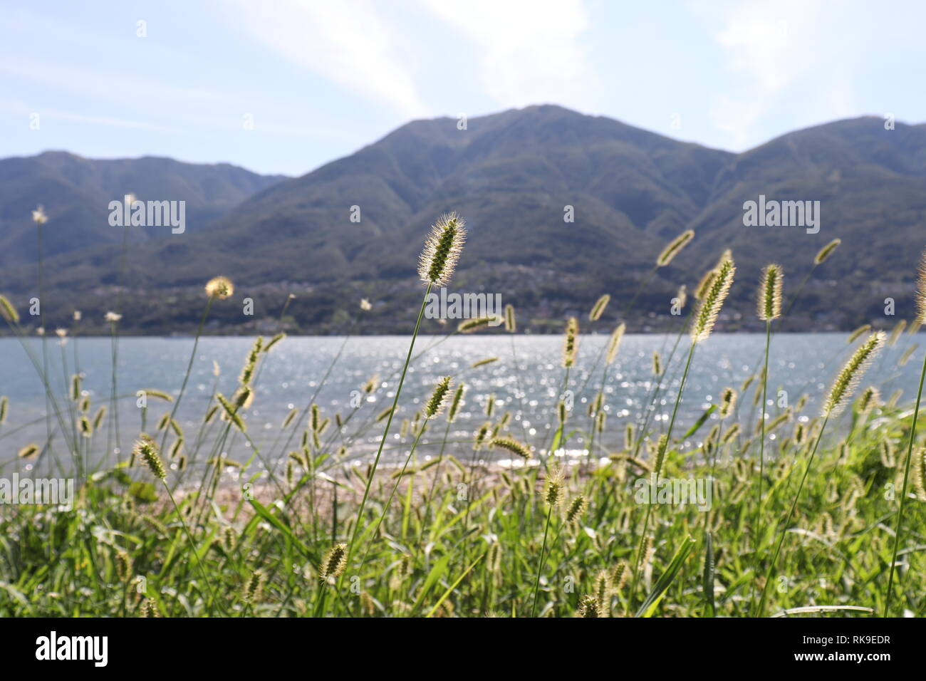 Reeds of grass with scenic view of mountain and lake Stock Photo - Alamy