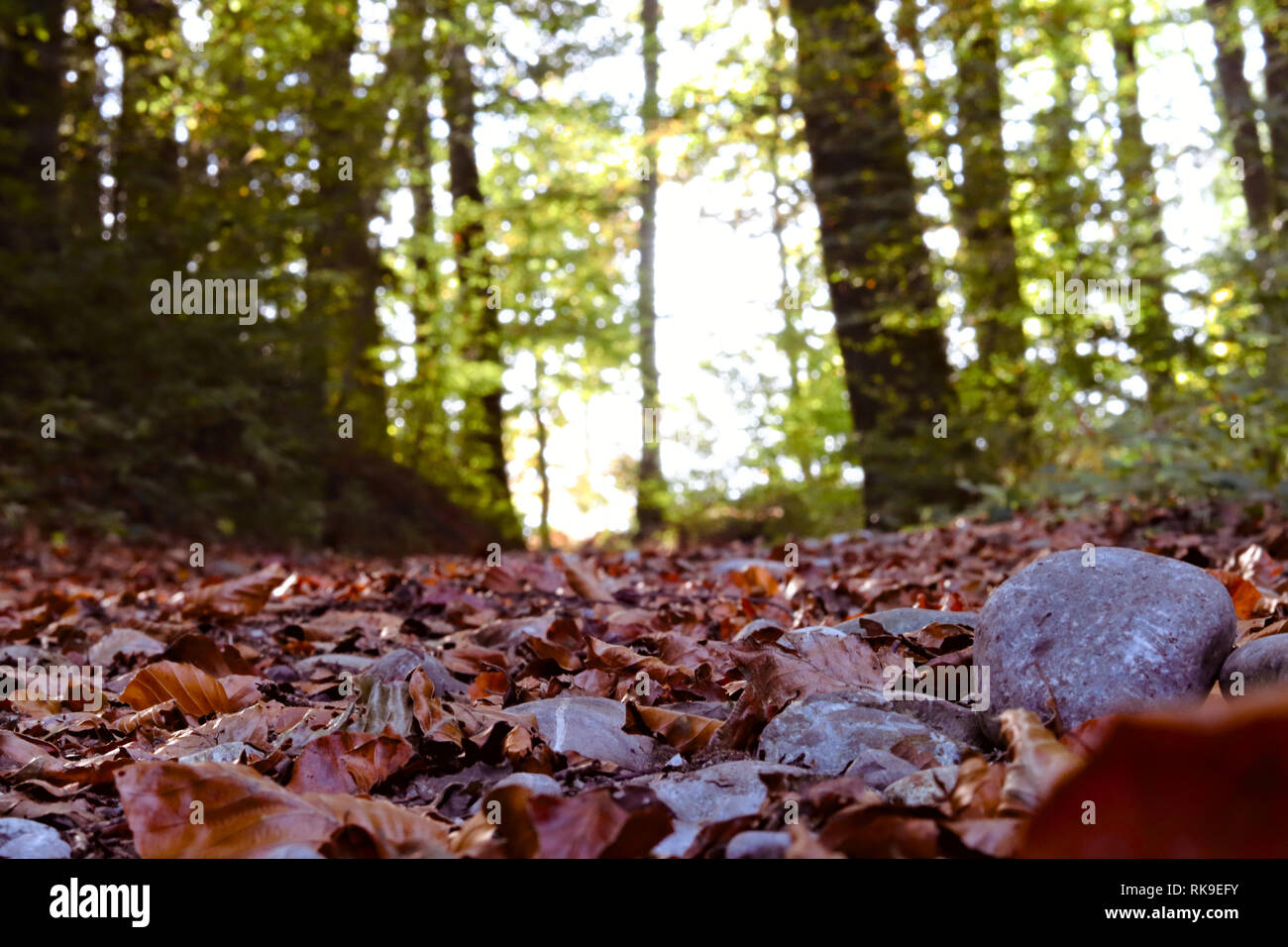 Pathway through forest hi-res stock photography and images - Alamy