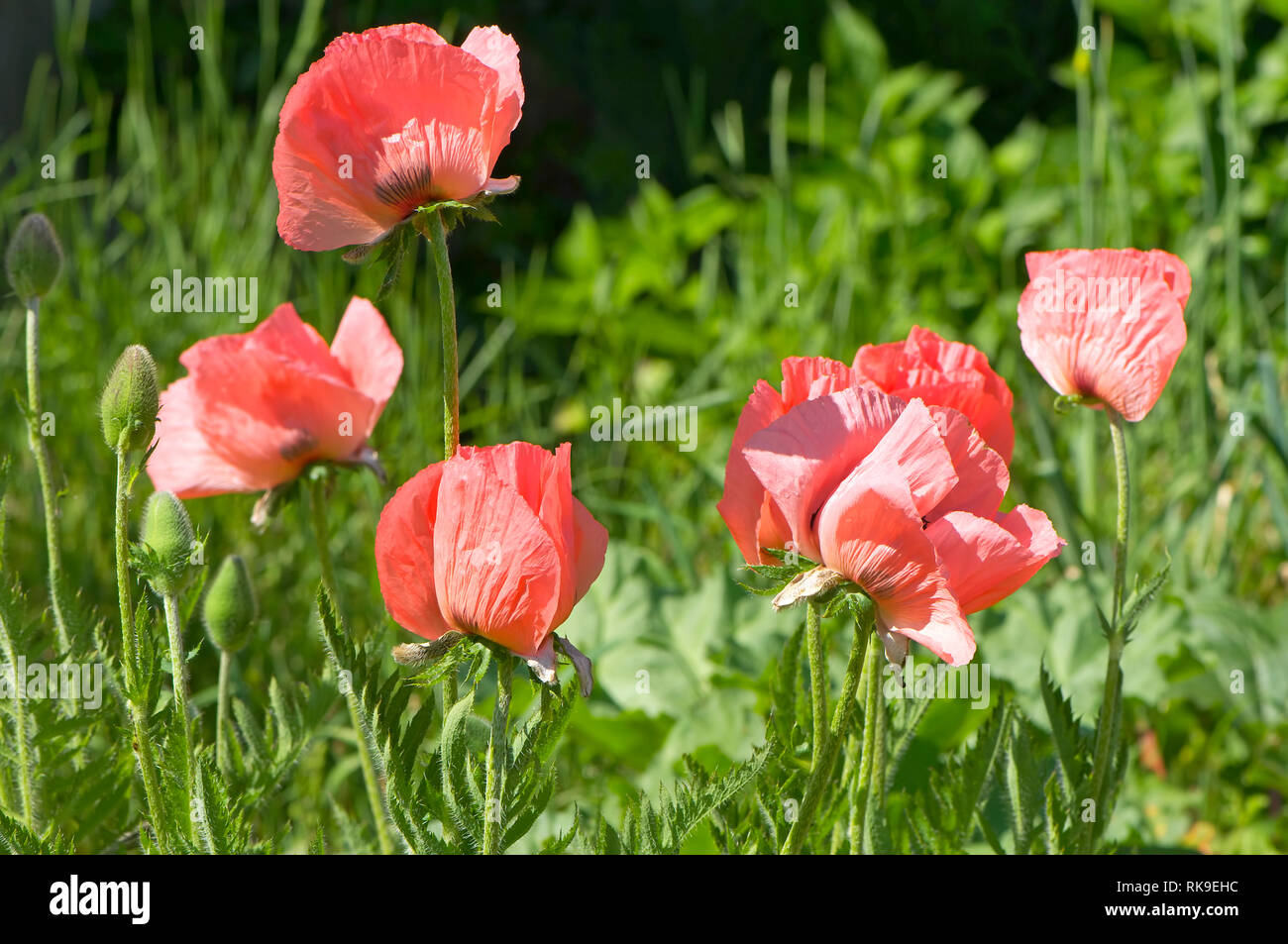 Poppy reef hi-res stock photography and images - Alamy