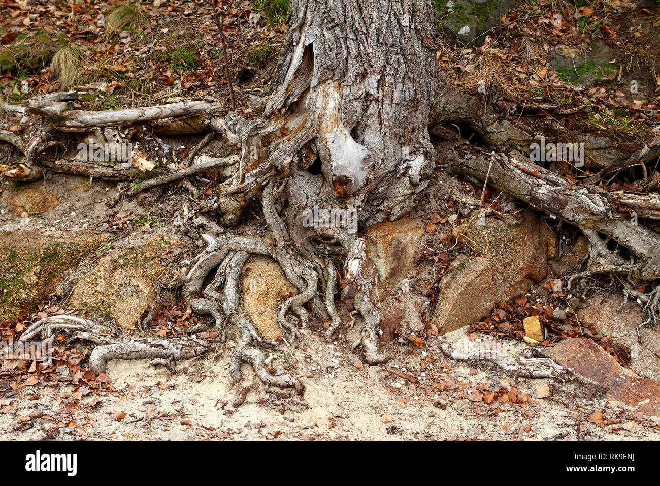 Roots of a dead tree Stock Photo - Alamy
