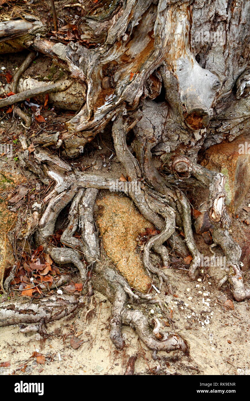 Dead biomass hi-res stock photography and images - Alamy