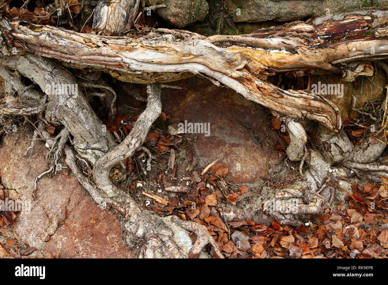 Roots of a dead tree Stock Photo - Alamy