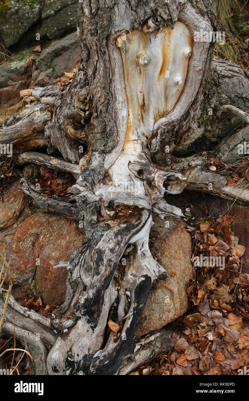Roots of a dead tree Stock Photo - Alamy
