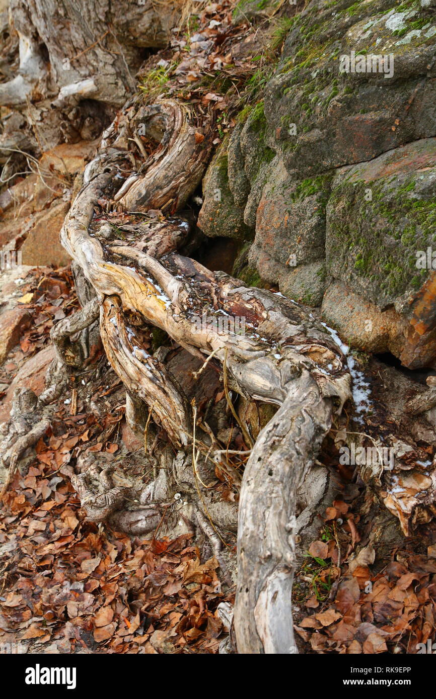 Roots of a dead tree Stock Photo - Alamy