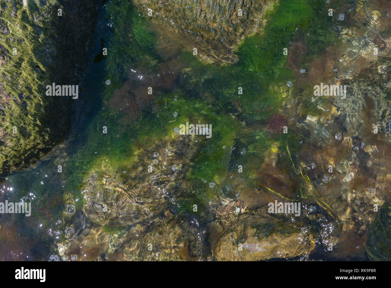 Algae, seaweed and stones at the shore of the Baltic Sea, Island of ...