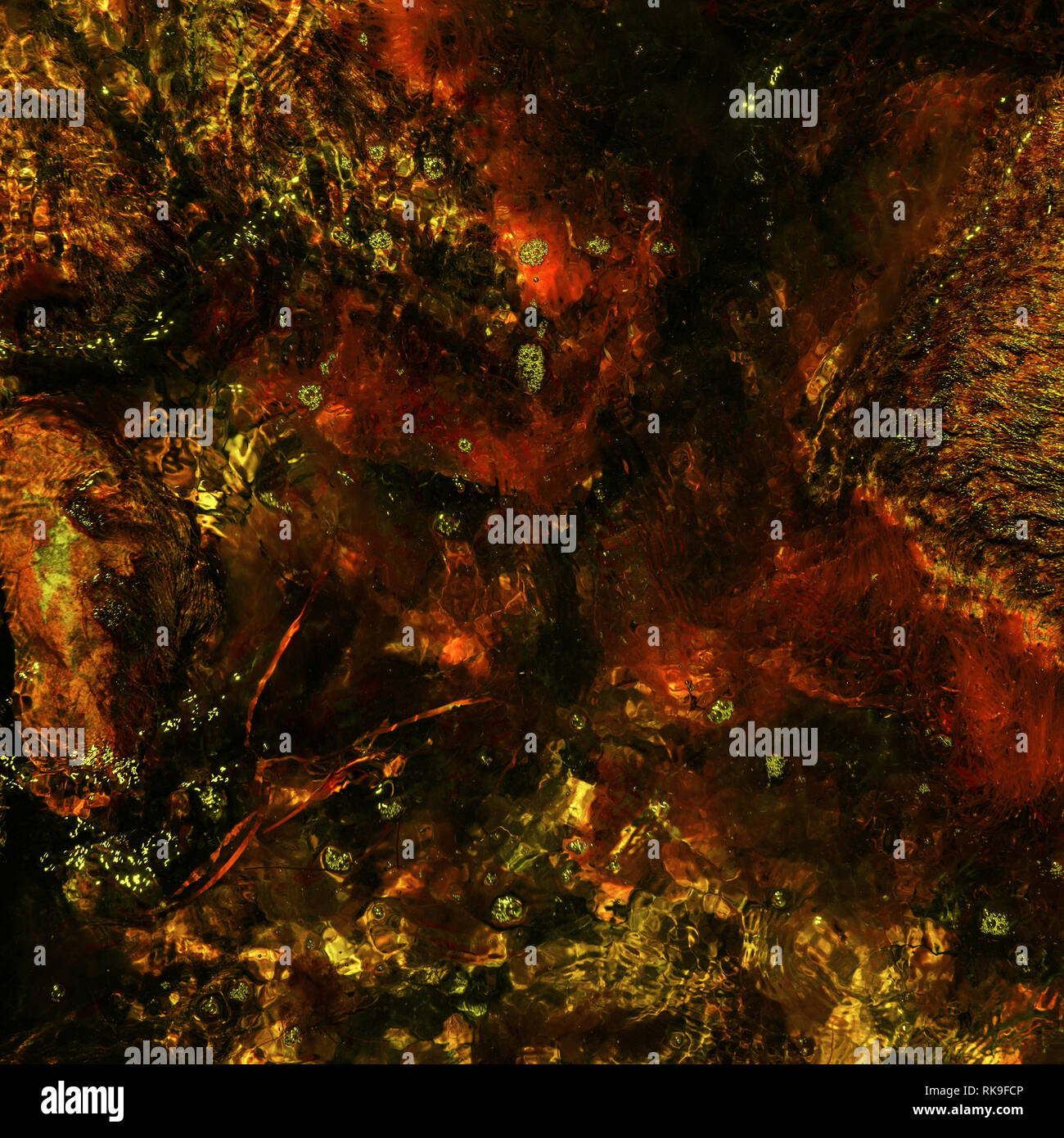 Algae, seaweed and stones at the shore of the Baltic Sea, Island of ...