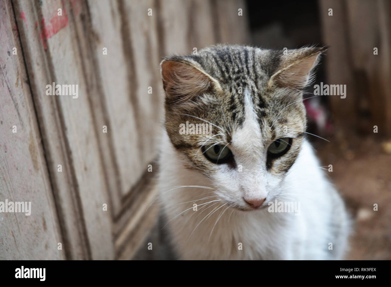 Close-Up Portrait Of Cute Street Cat Stock Photo - Alamy