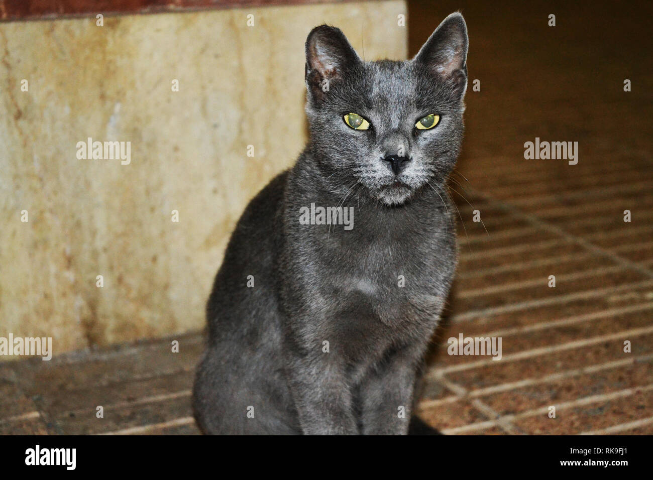 Grey stray cat night hi-res stock photography and images - Alamy