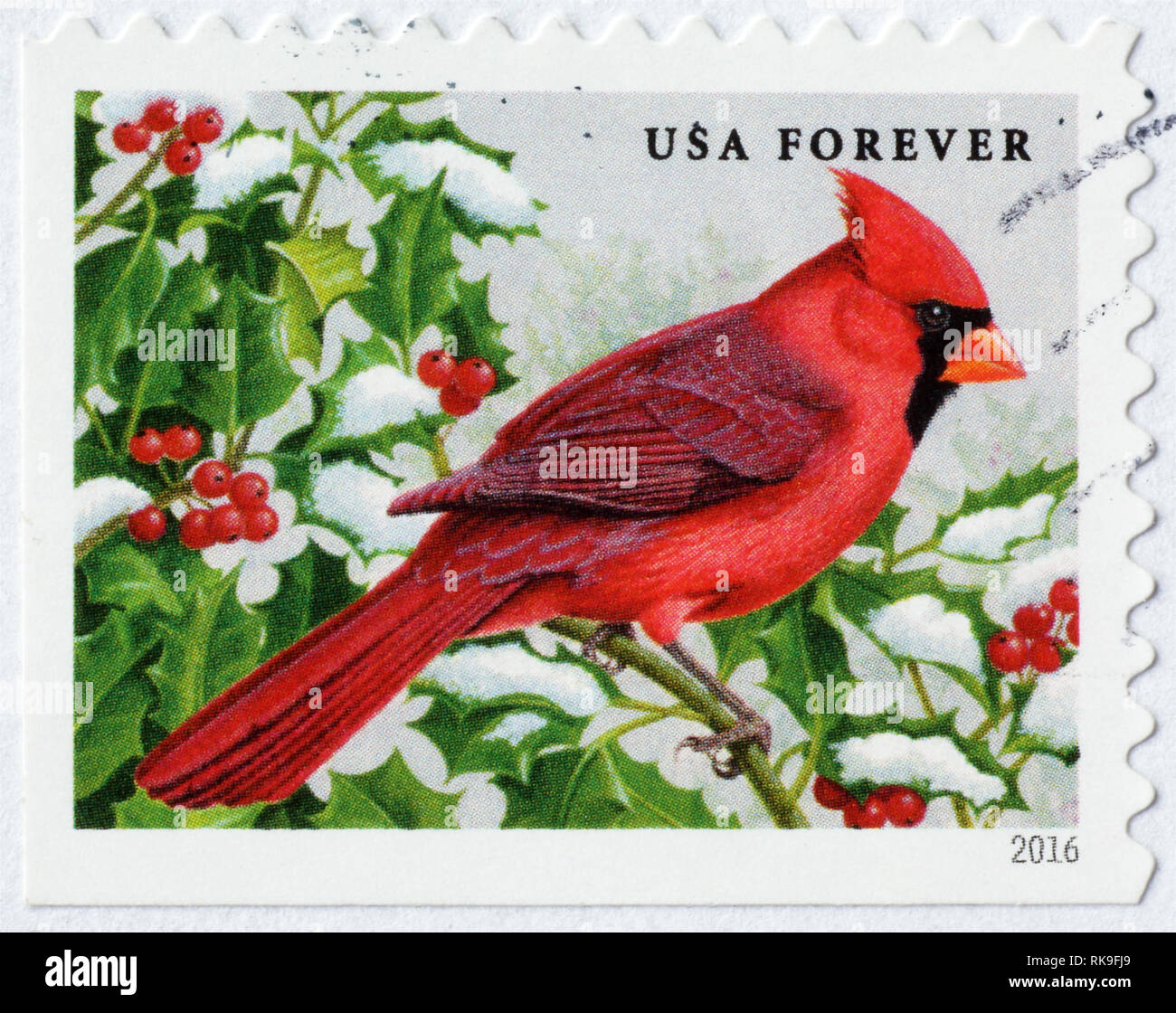 Red cardinal snow hi-res stock photography and images - Alamy