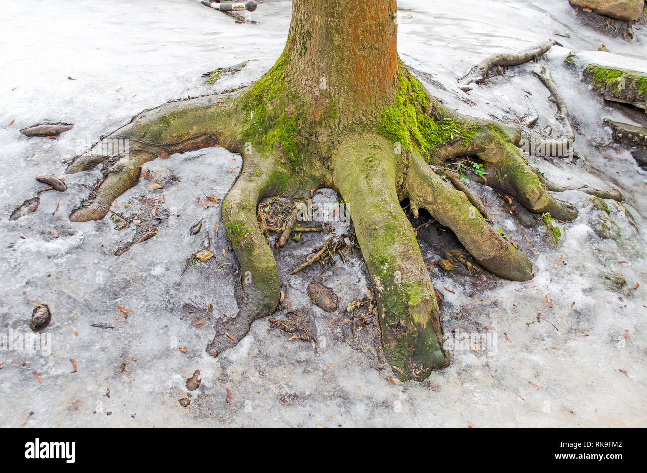 Hand shaped tree roots grab the soil, saves the planet, pollution ...