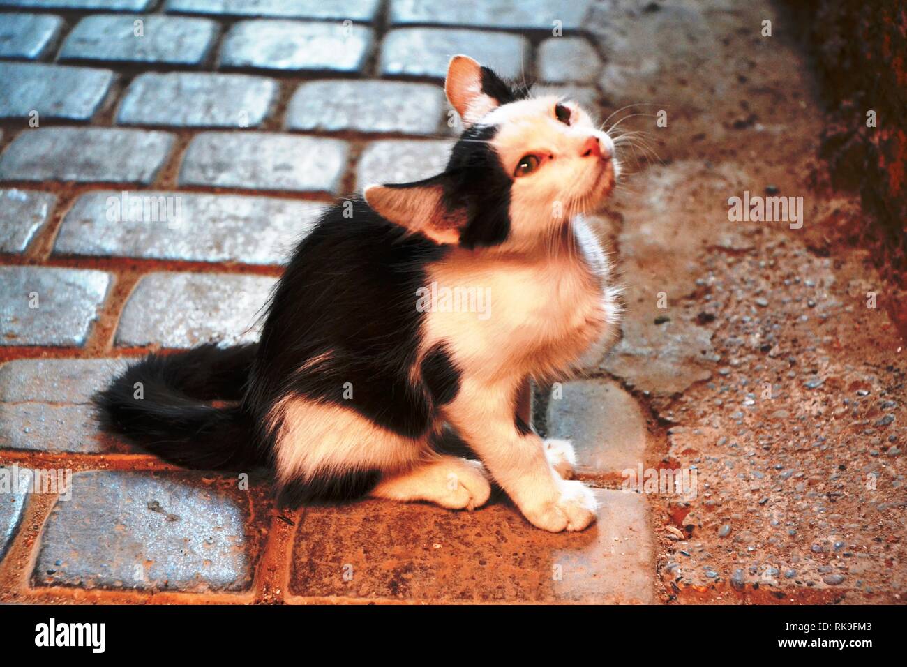Cute Street Kitten Looks Up Stock Photo - Alamy
