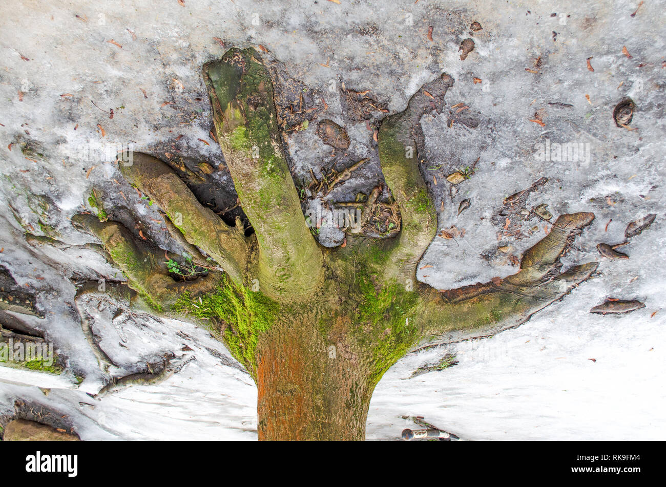 Hand shaped tree roots grab the soil, saves the planet, pollution ...